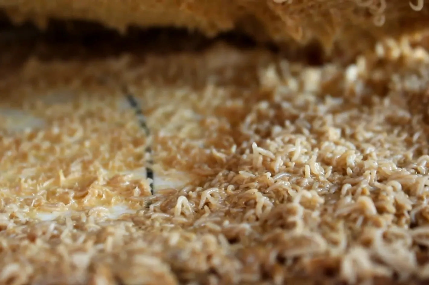 Casu Marzu : L'incroyable fromage corse aux asticots - Casa Vecchia